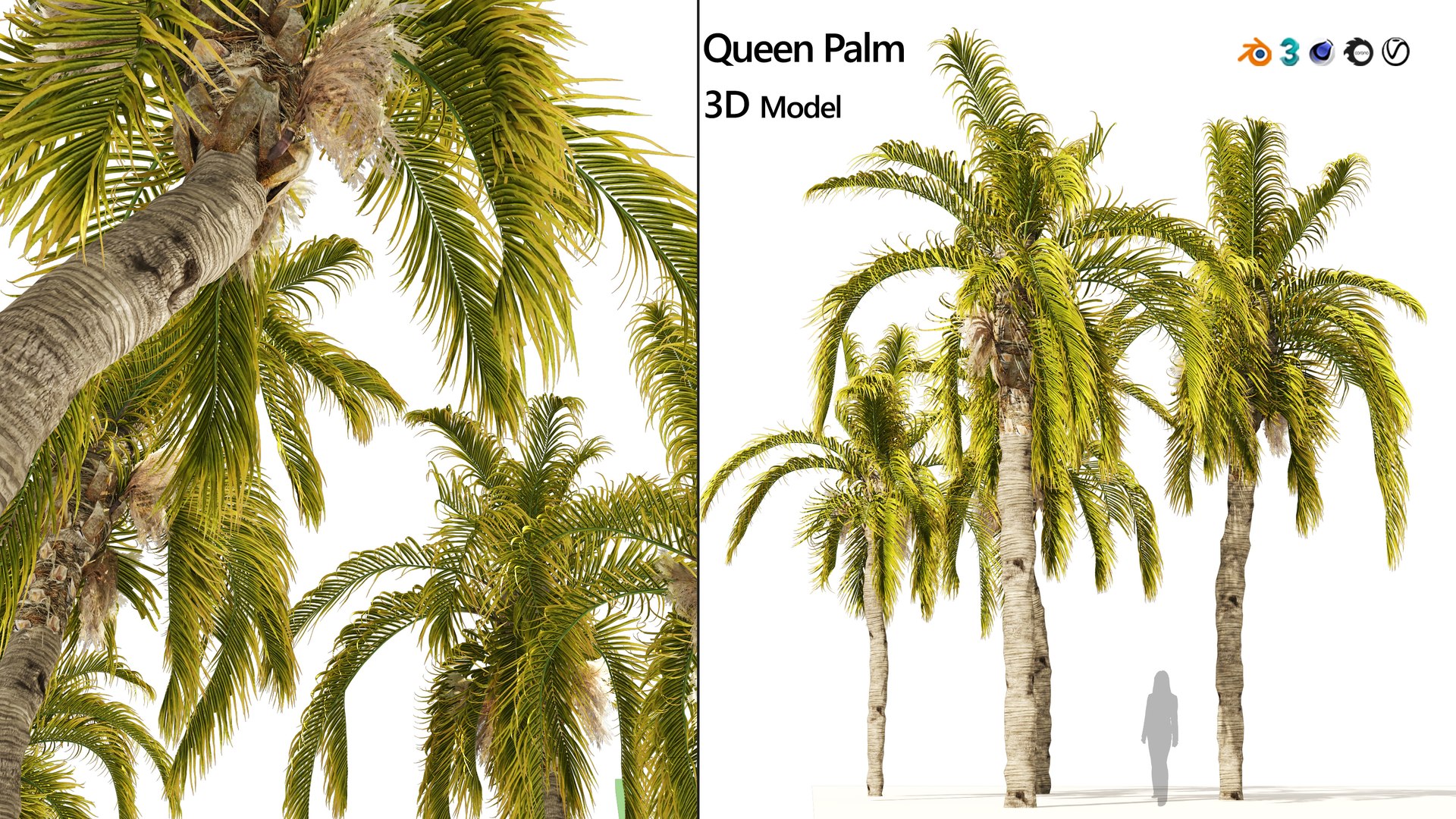3D Model 5 Queen Palm Trees - TurboSquid 1939559