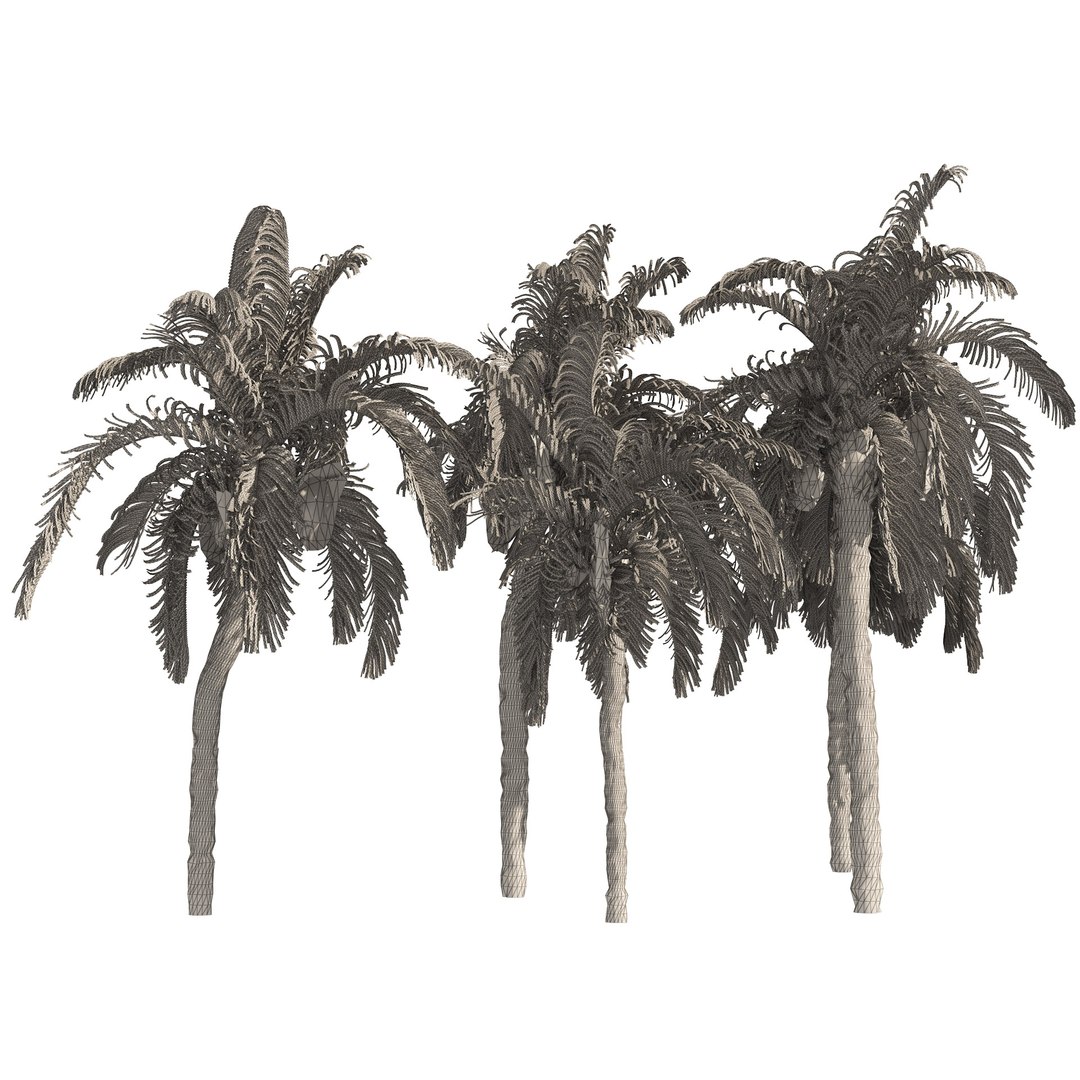3D Model 5 Queen Palm Trees - TurboSquid 1939559