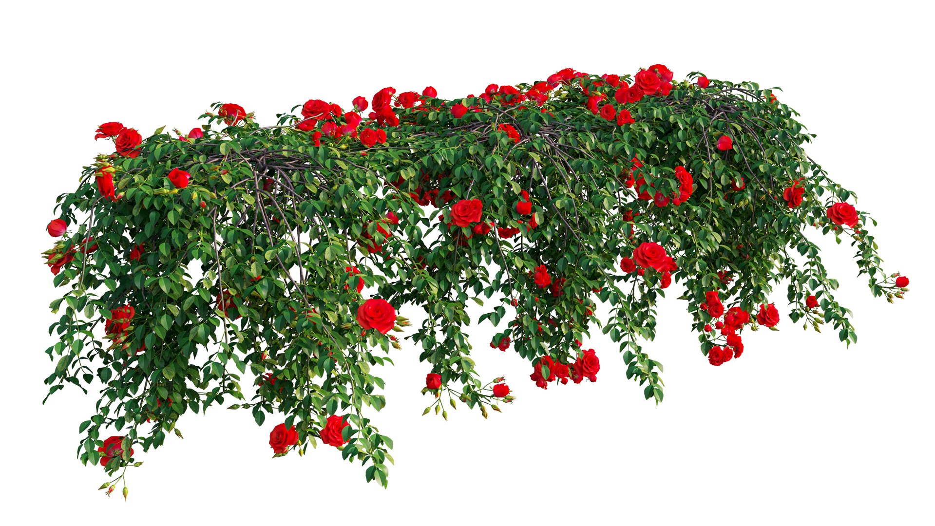 Free 3D Rose Plant Set 29 Model - TurboSquid 1604043