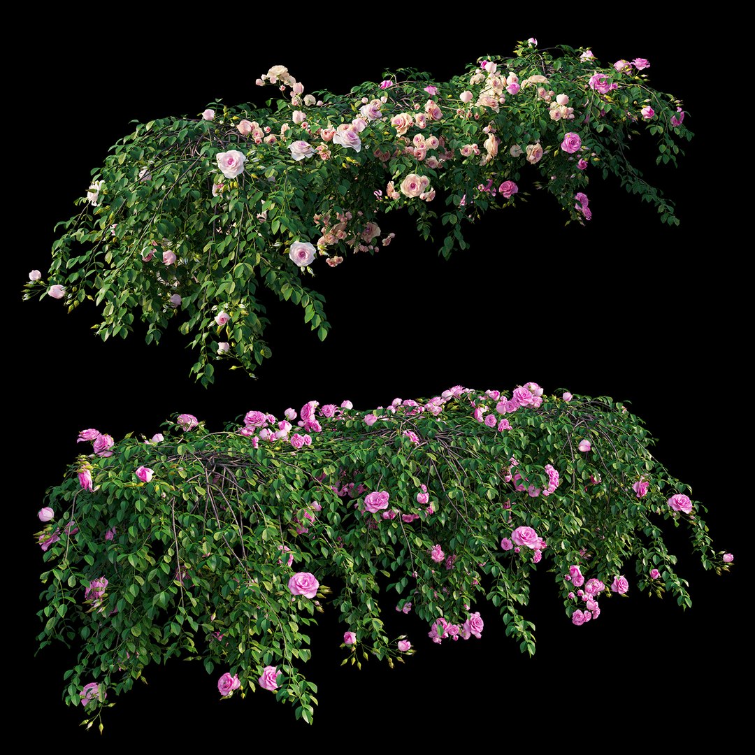 Free 3D Rose Plant Set 29 Model - TurboSquid 1604043