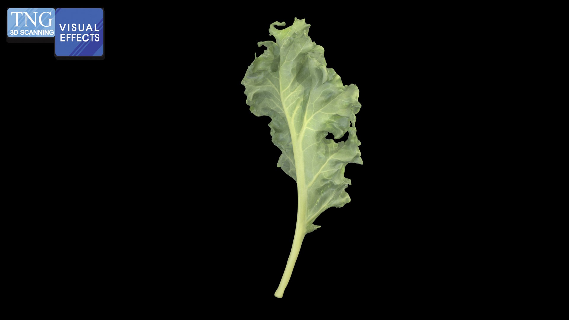 Kale Vegetable Food 3D Model - TurboSquid 1463929