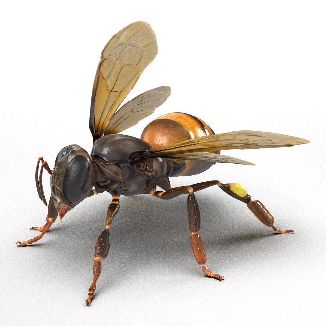 Honey Bee Pose 2 3d Max