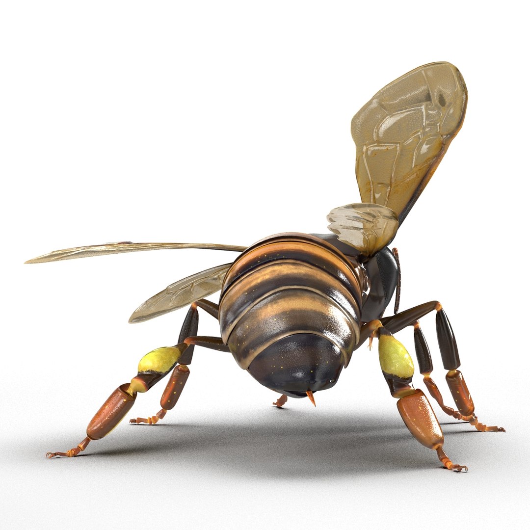 Honey Bee Pose 2 3d Max