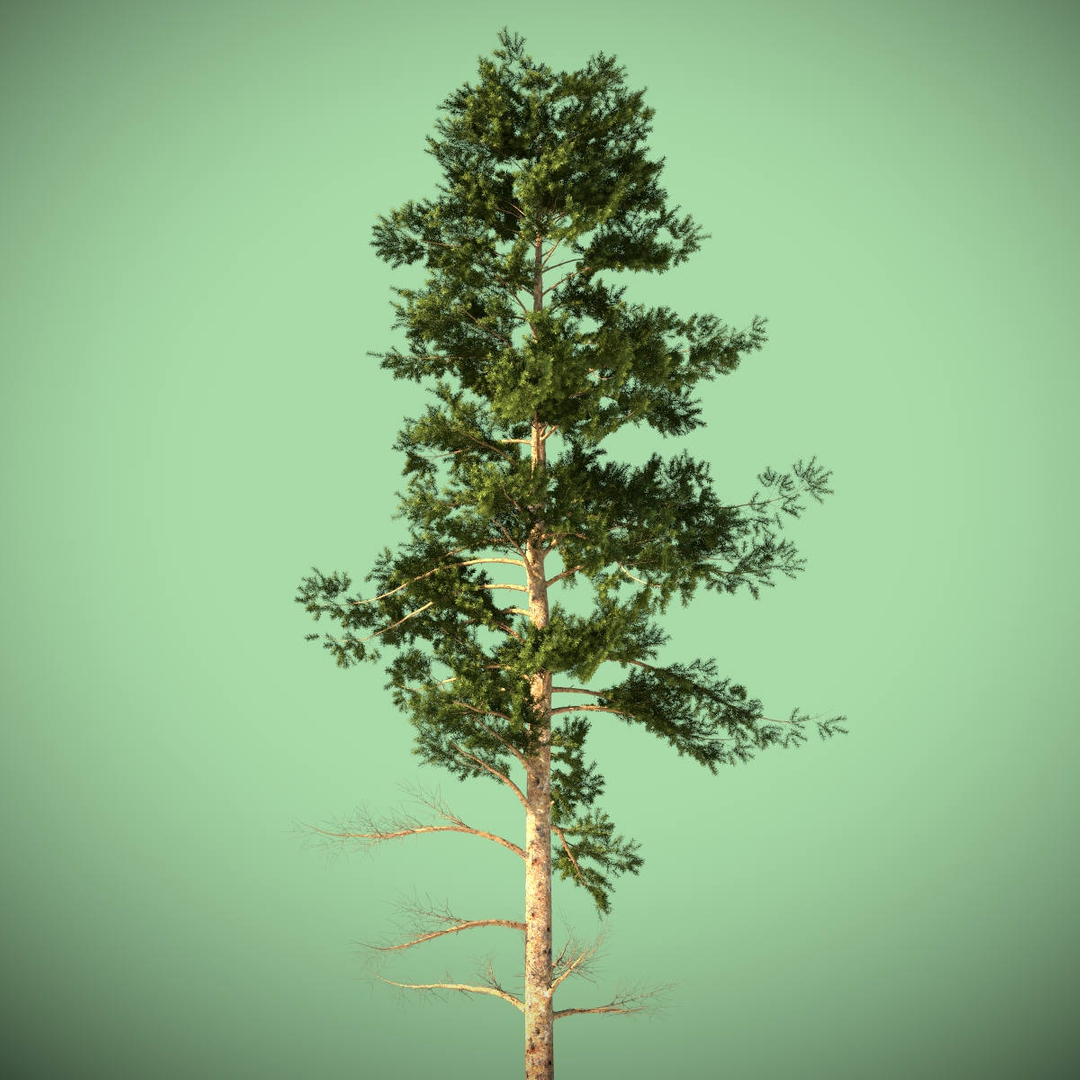 Pine Tree Hq 3d Model