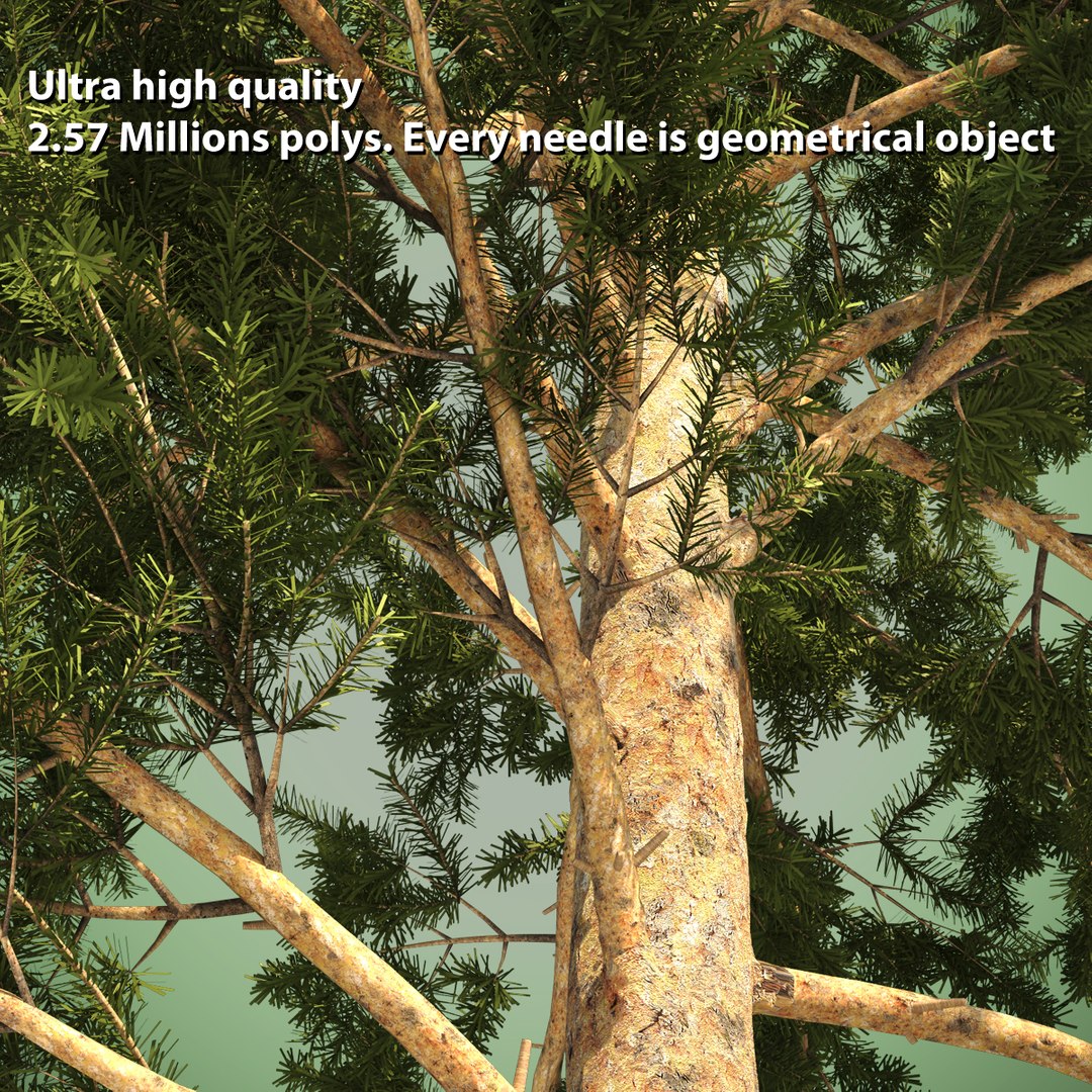 Pine Tree Hq 3d Model