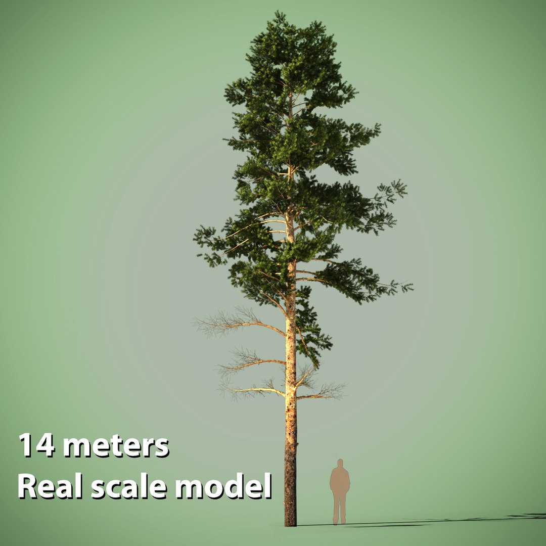 Pine Tree Hq 3d Model