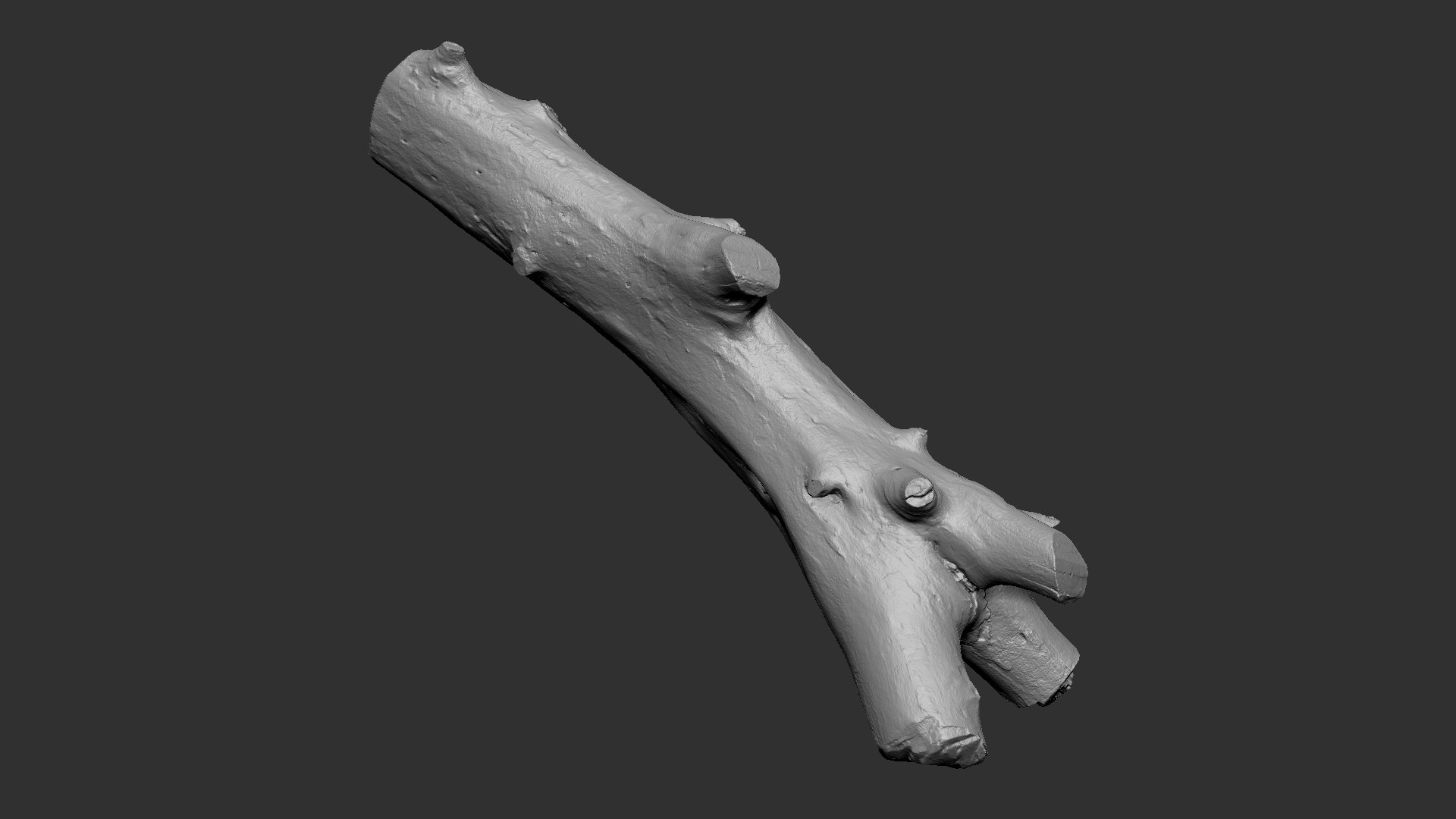 Tree Trunk 3d Scan Highpoly 3D - TurboSquid 2204106