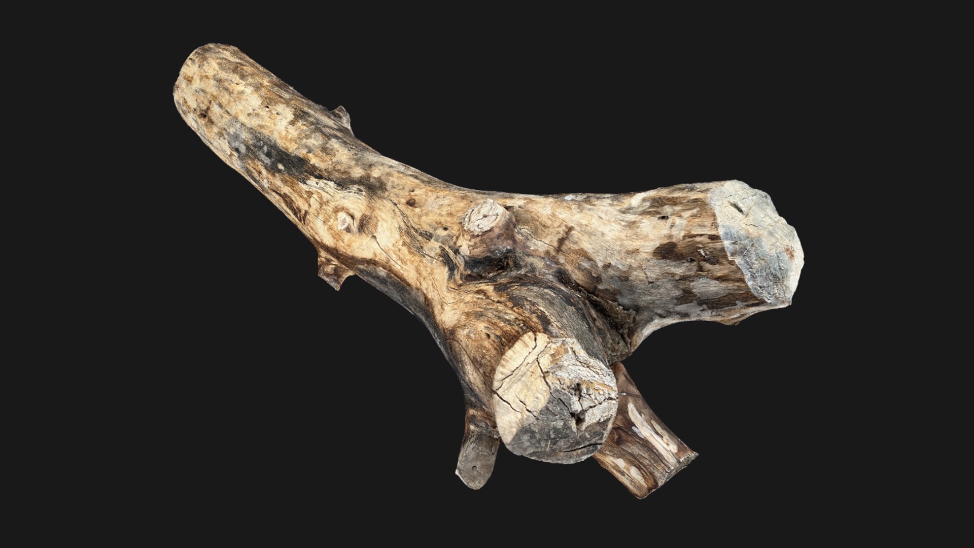 Tree Trunk 3d Scan Highpoly 3D - TurboSquid 2204106