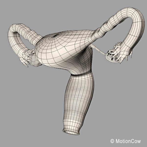 3d female uterus model