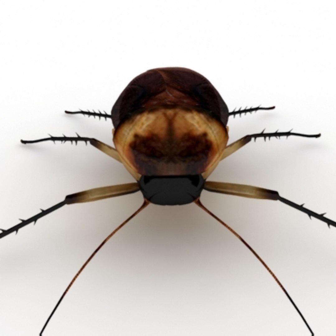 Cockroach Insect 3ds