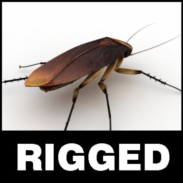Cockroach Blender Models for Download | TurboSquid
