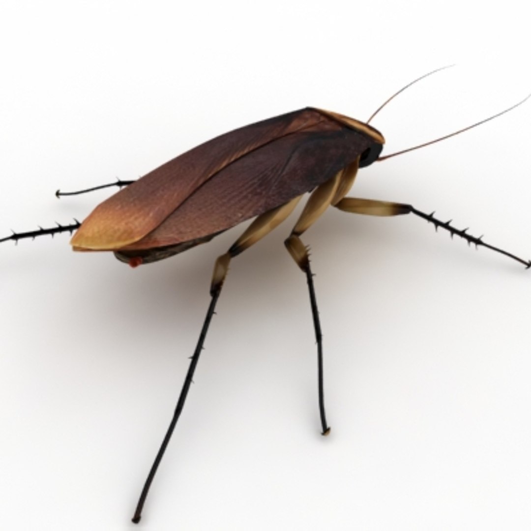 Cockroach Insect 3ds
