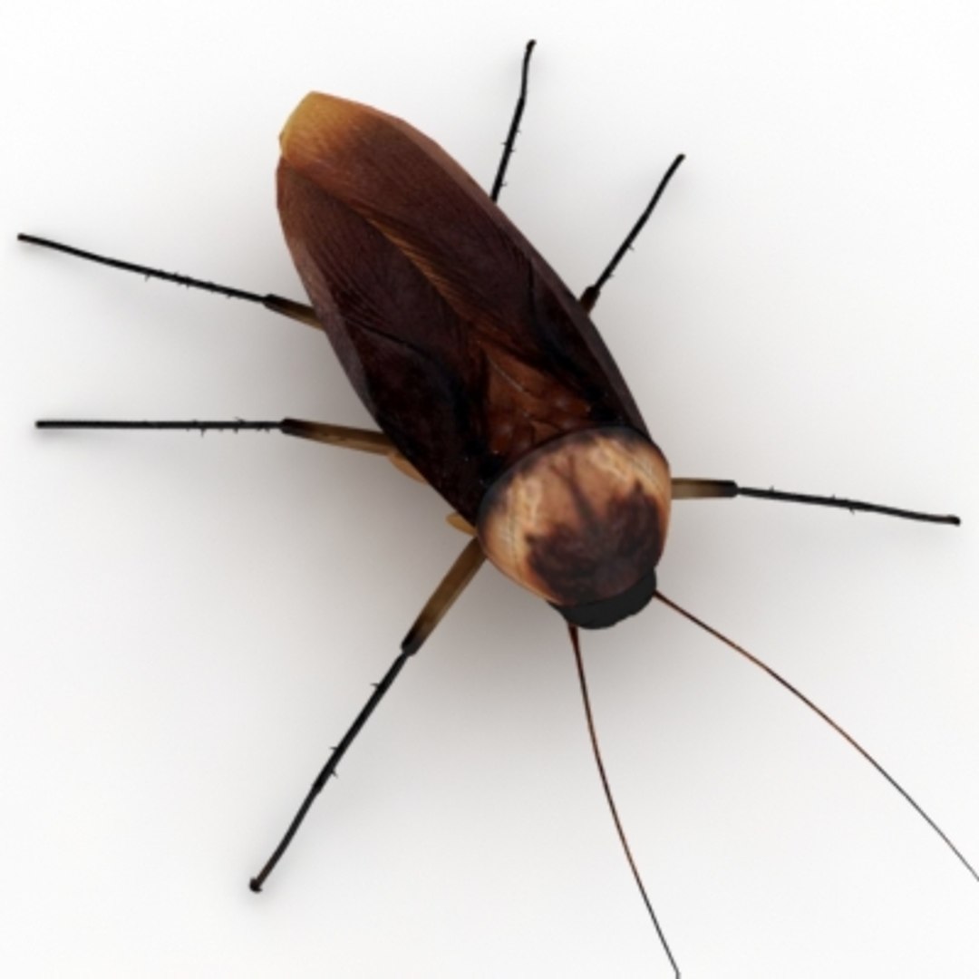 Cockroach Insect 3ds