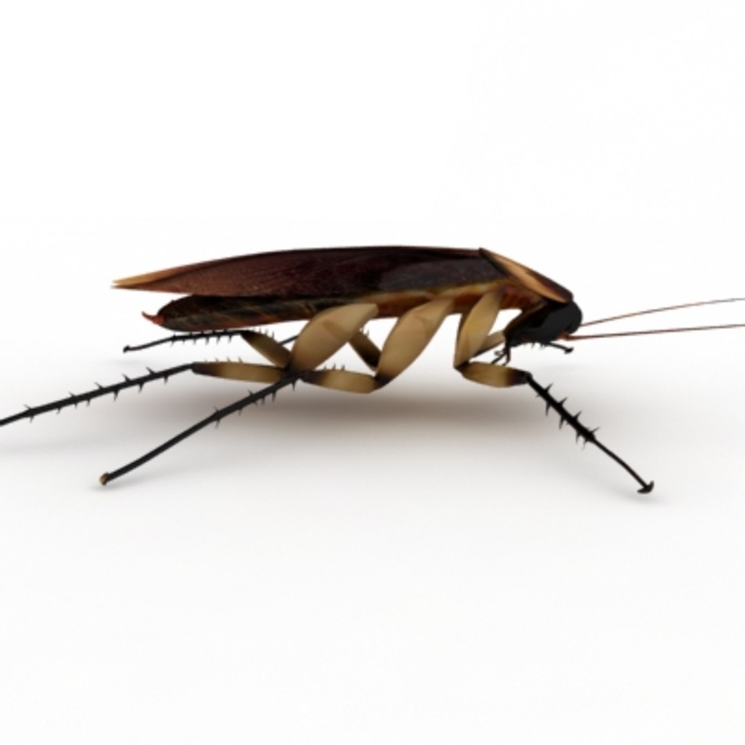 Cockroach Insect 3ds