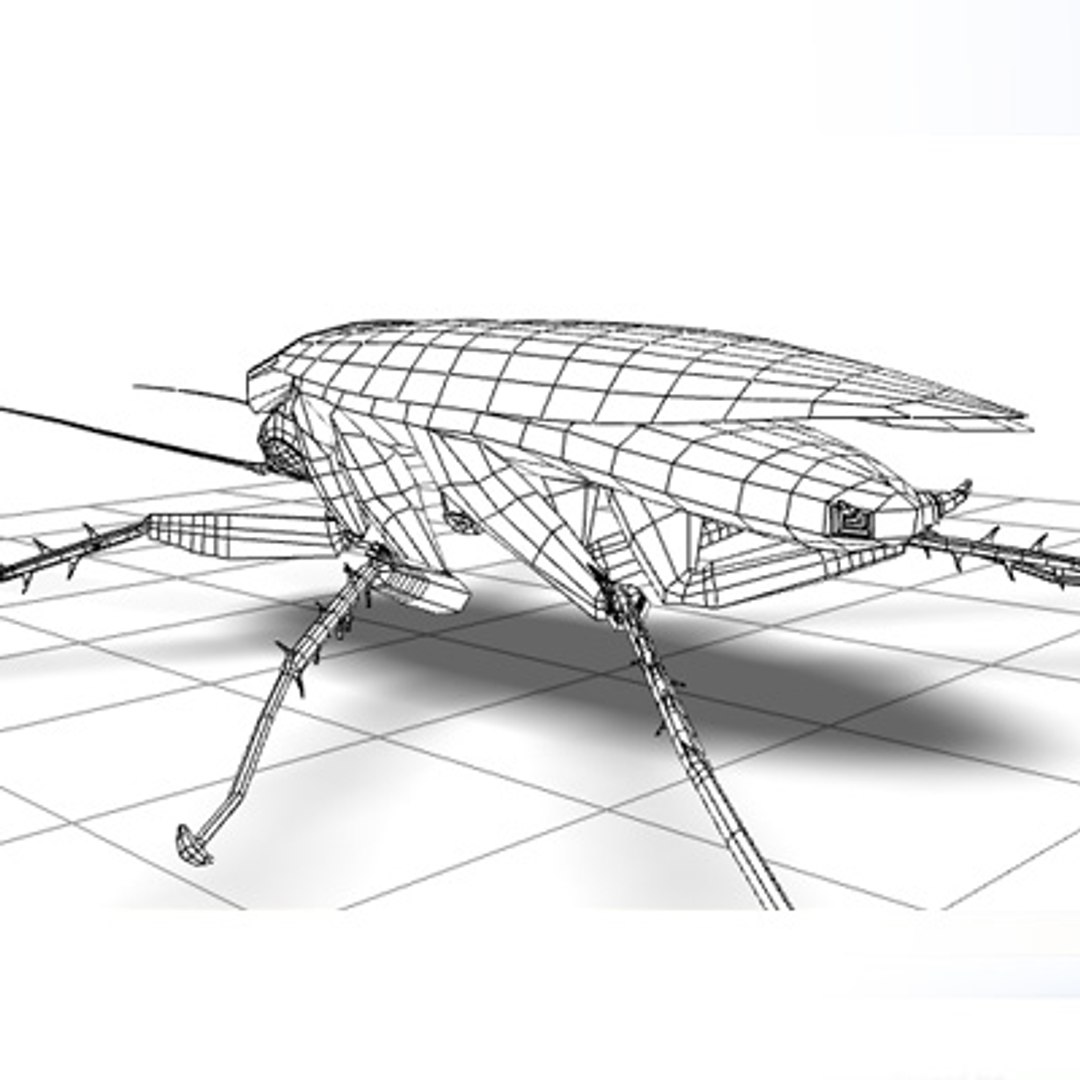 Cockroach Insect 3ds