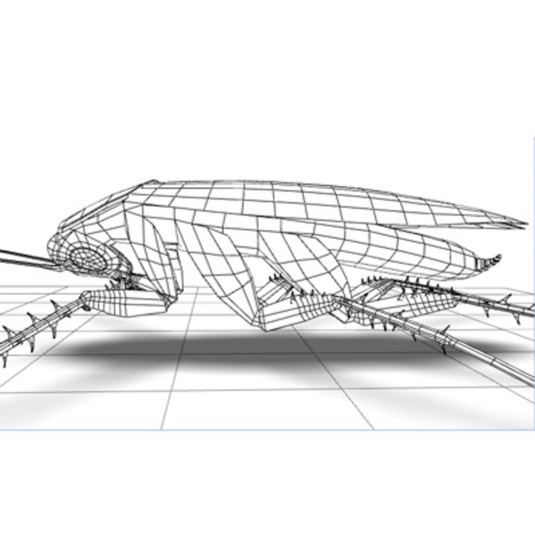 Cockroach Insect 3ds