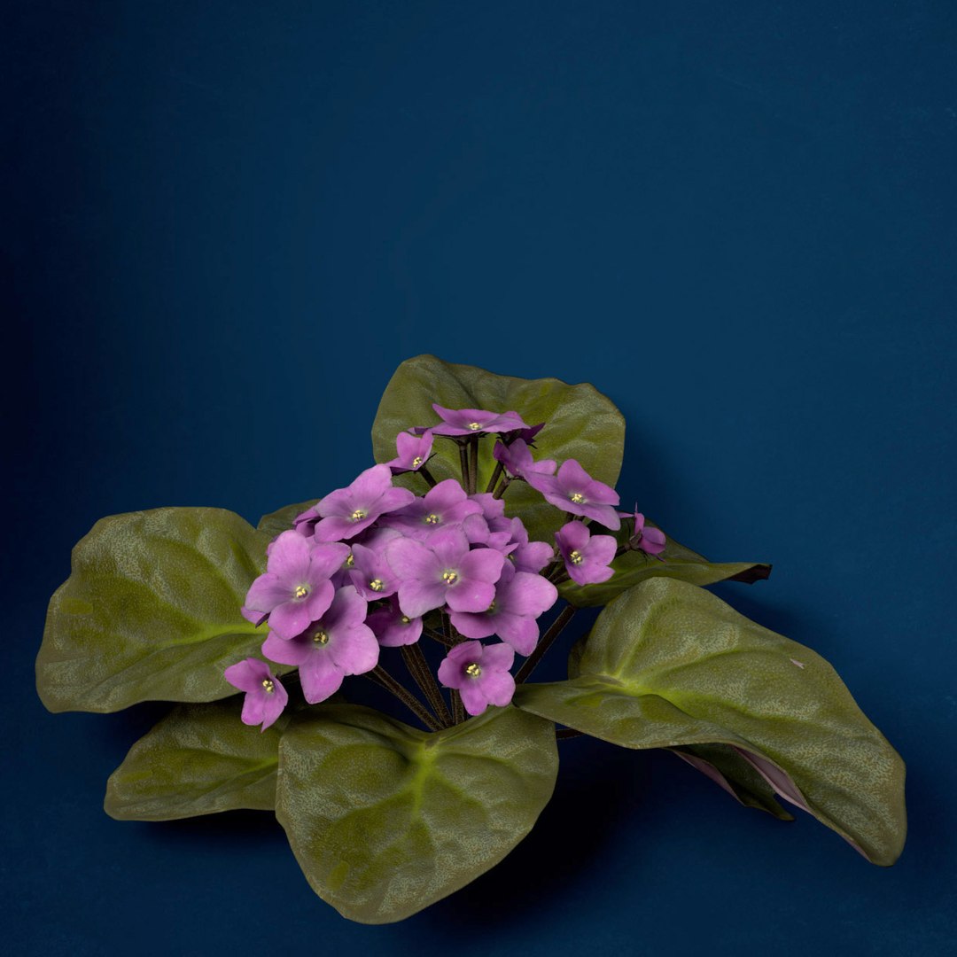 African Violet Flower Plants 3d Model