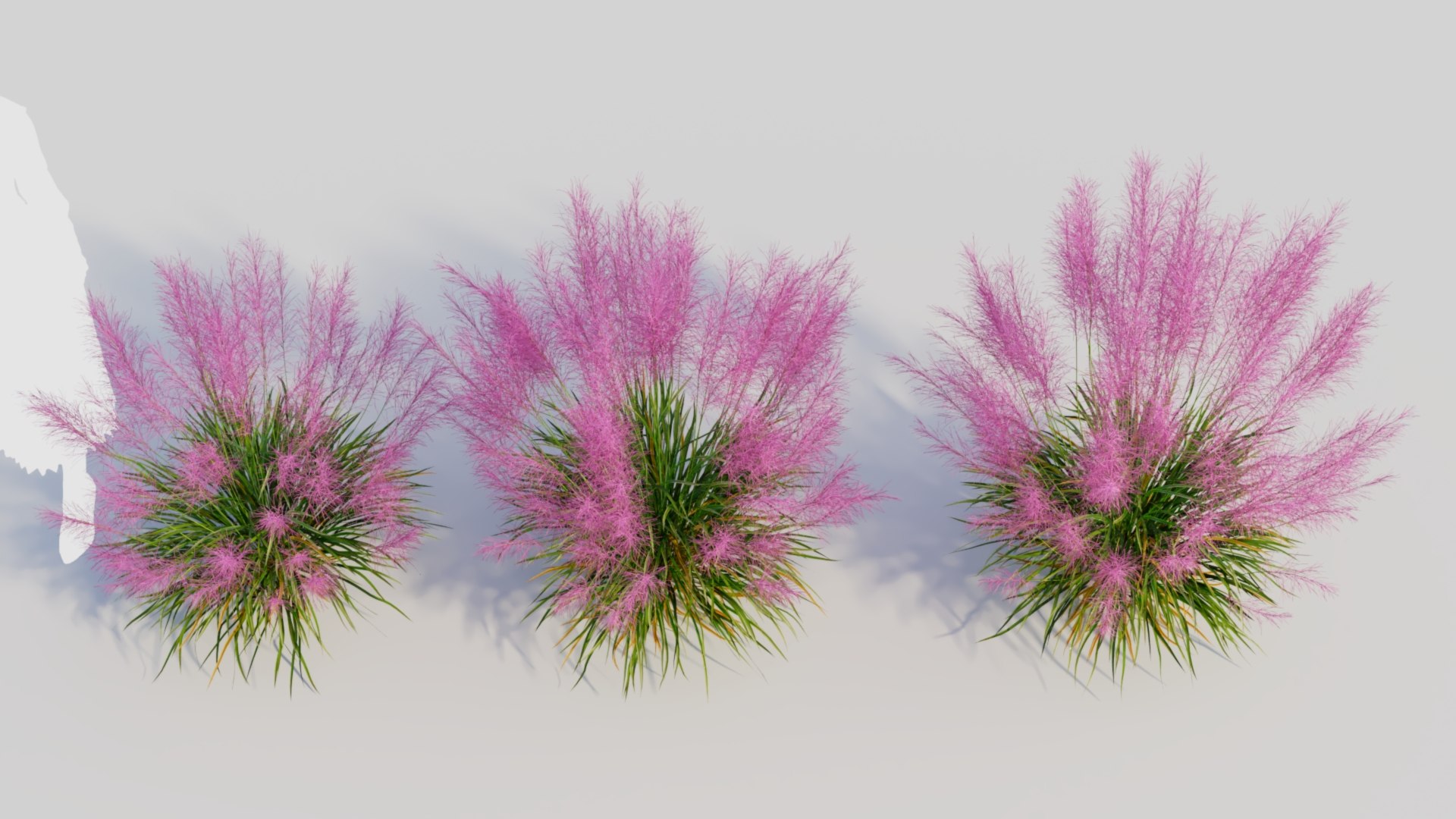3D Muhly Grass C - TurboSquid 2228755
