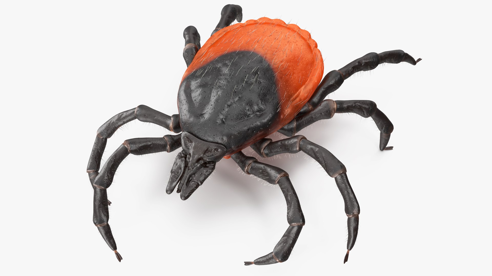 Tick Crawling Pose Fur 3D Model - TurboSquid 1852267