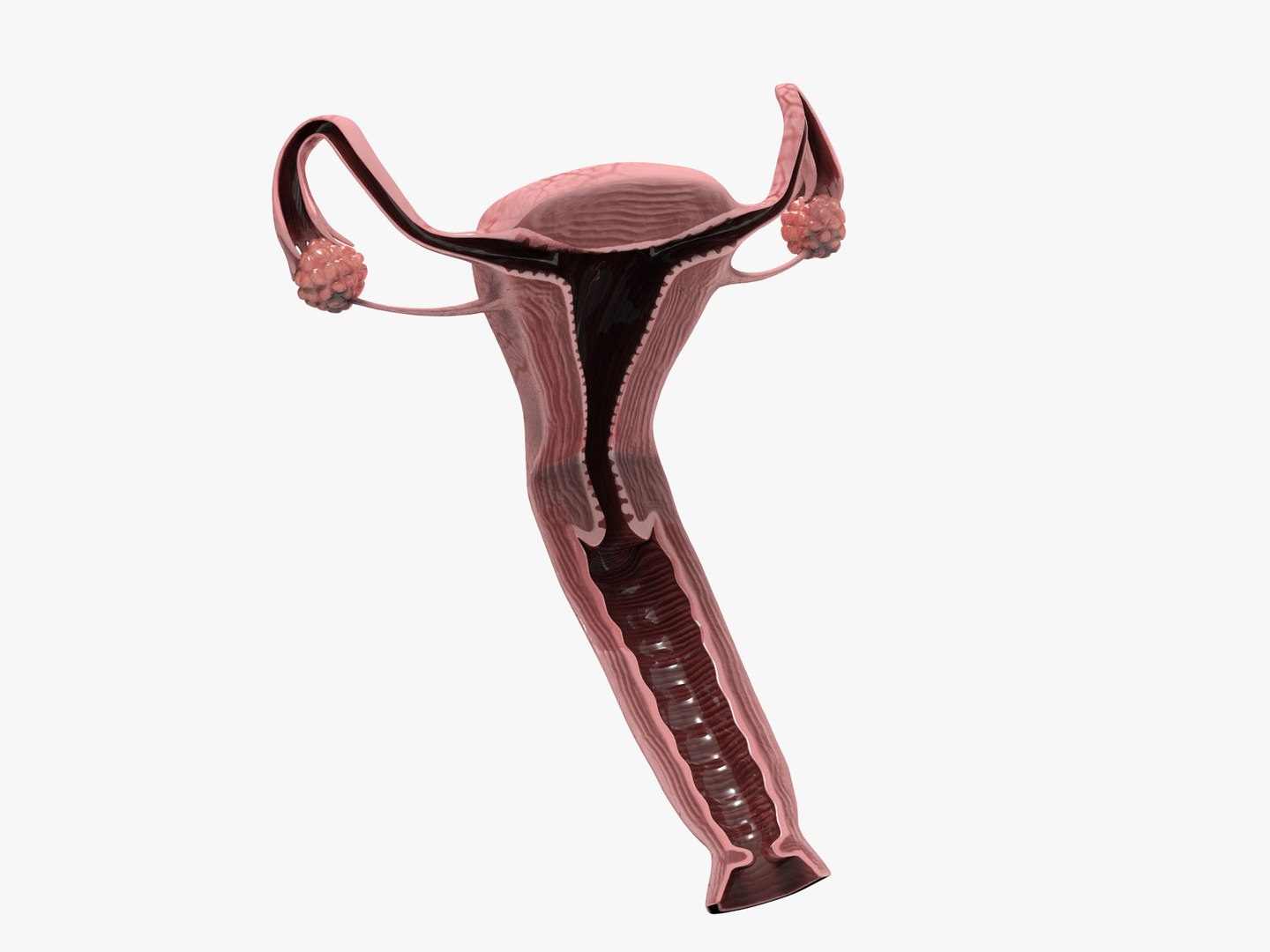 3D Ovaries Uterus - TurboSquid 1429567