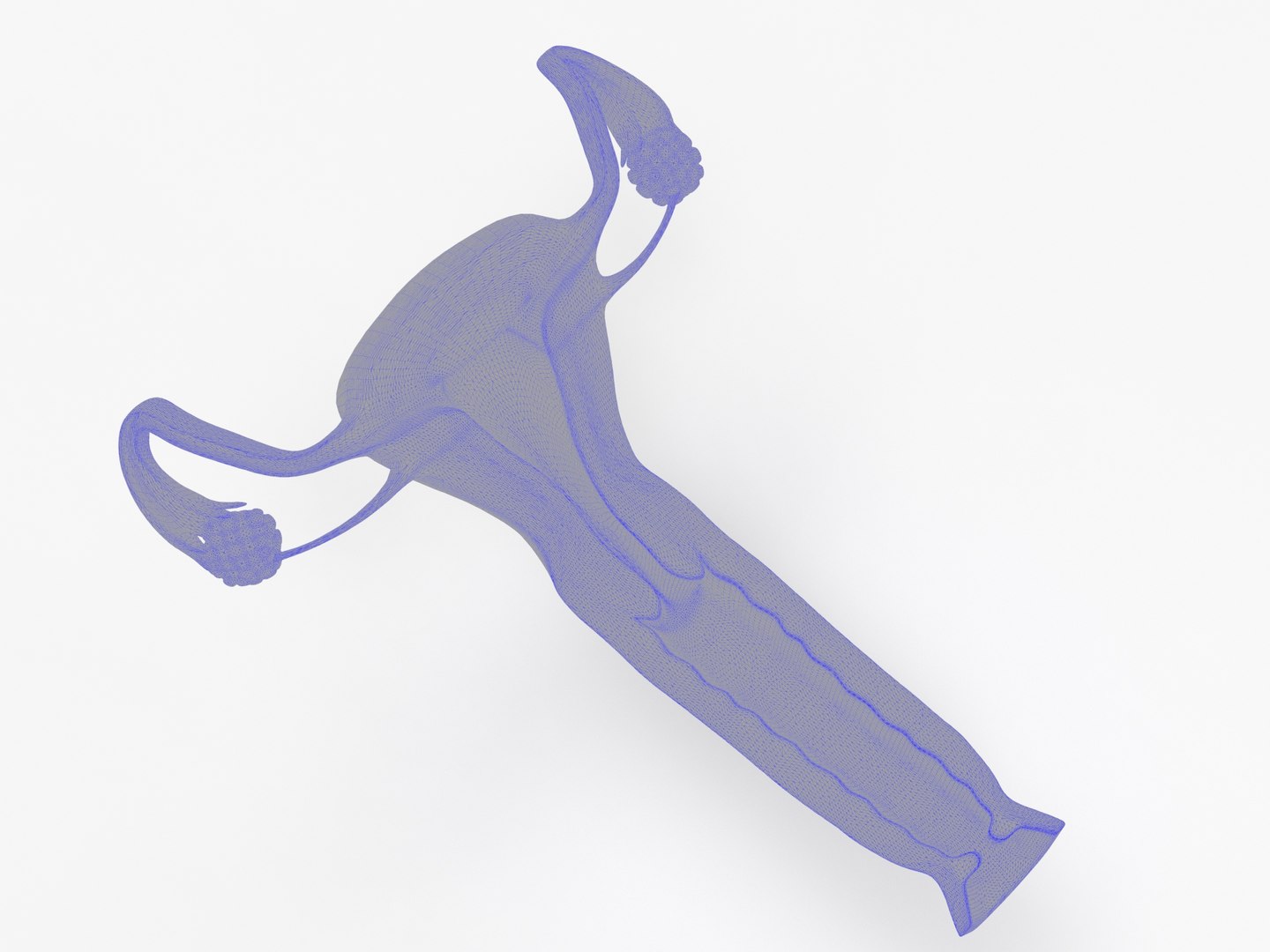 3D Ovaries Uterus - TurboSquid 1429567