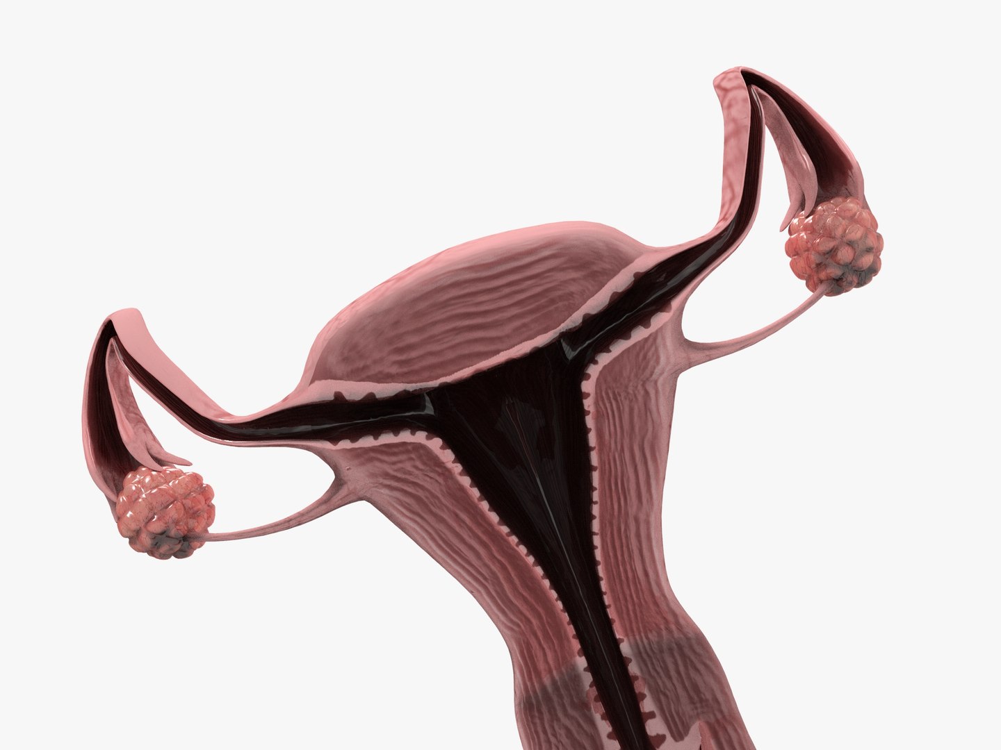 3D Ovaries Uterus - TurboSquid 1429567