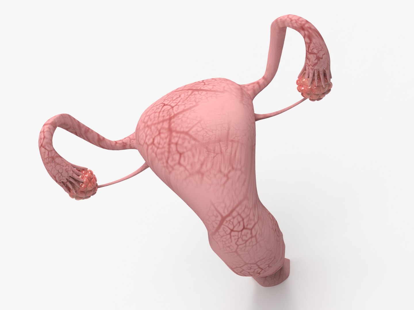 3D Ovaries Uterus - TurboSquid 1429567