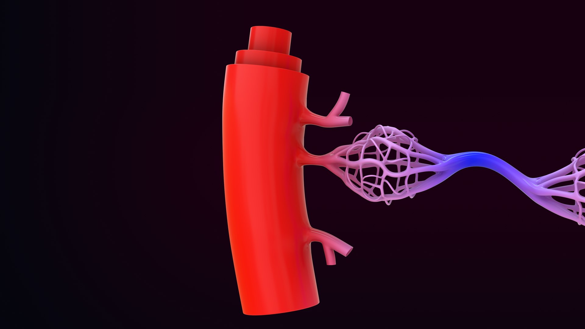 3D Model Portal Circulatory System - TurboSquid 2186716