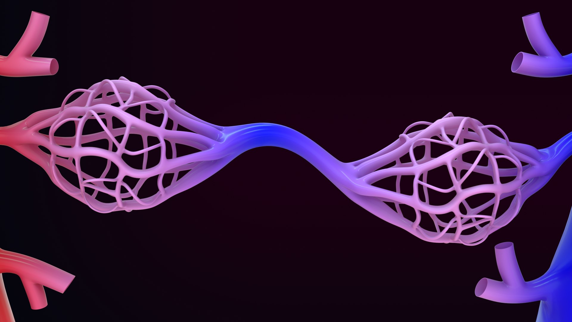 3D Model Portal Circulatory System - TurboSquid 2186716