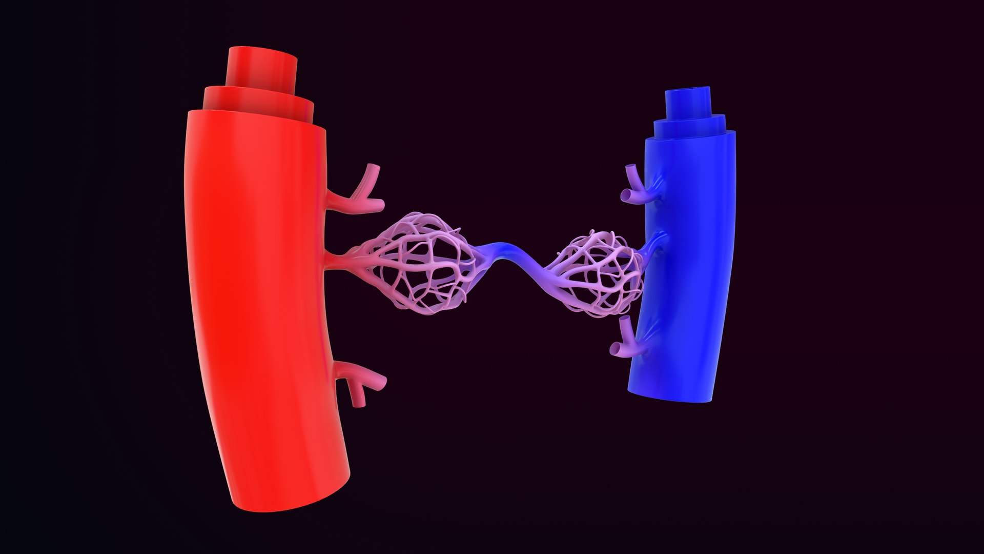 3D Model Portal Circulatory System - TurboSquid 2186716