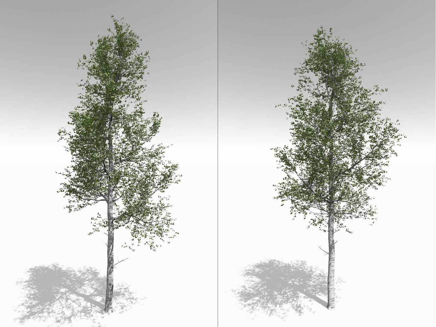 Quaking Aspen Tree Growth 3D Model - TurboSquid 1578640