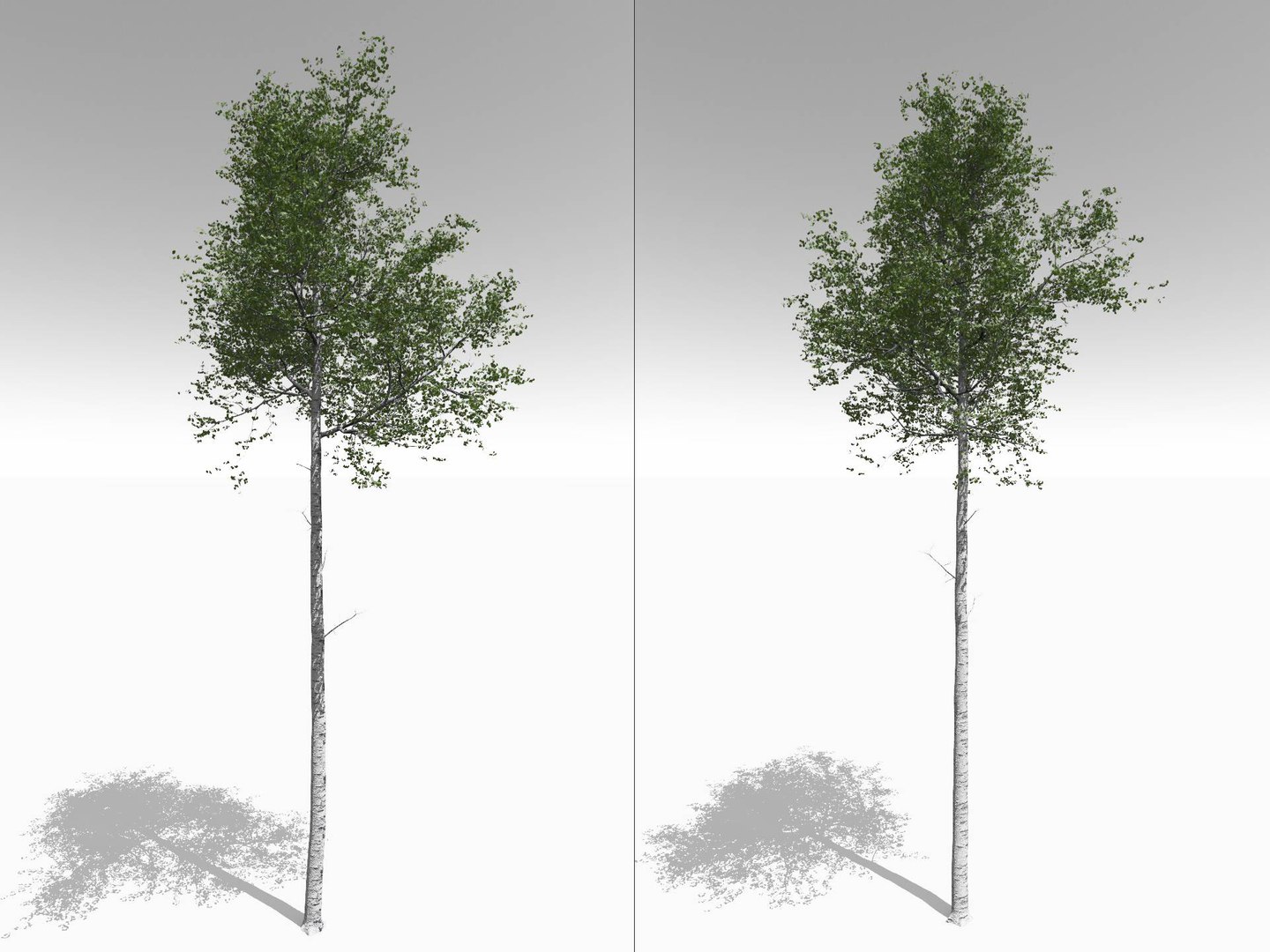 Quaking Aspen Tree Growth 3D Model - TurboSquid 1578640