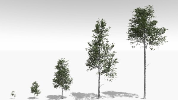 3d model aspen tree