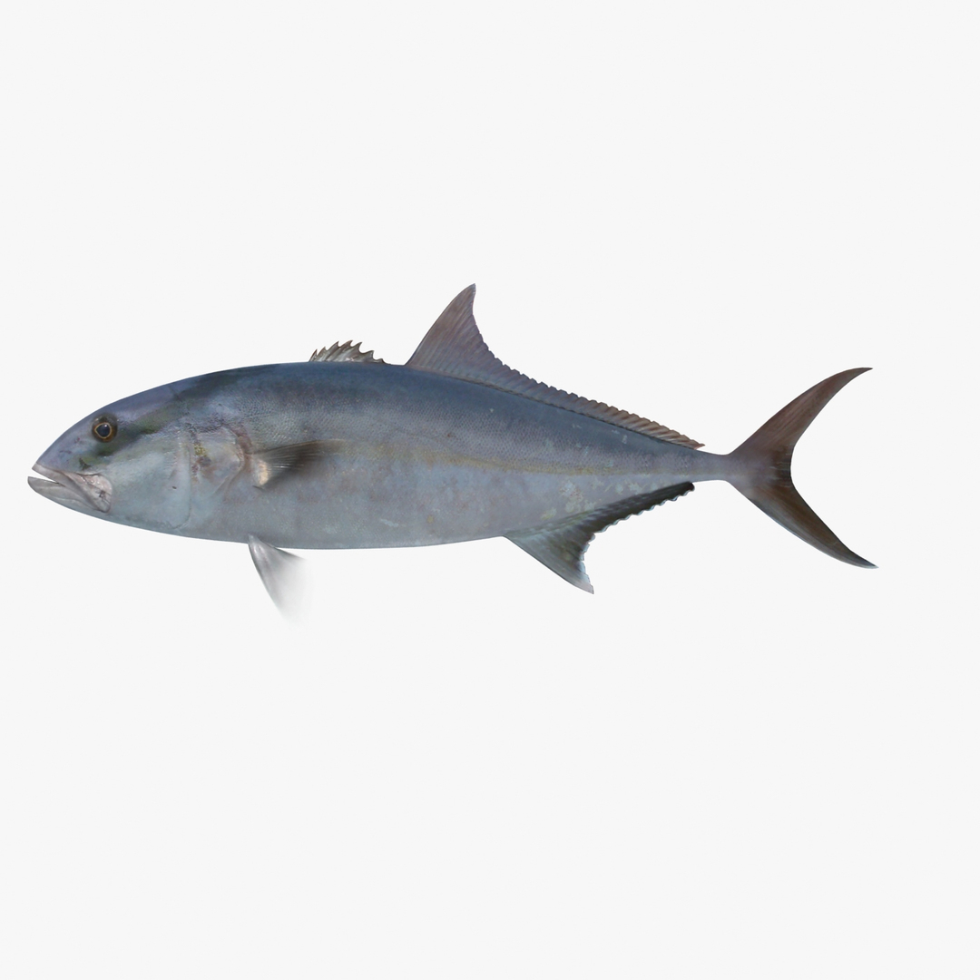 3ds Max Amberjack Amber Jack