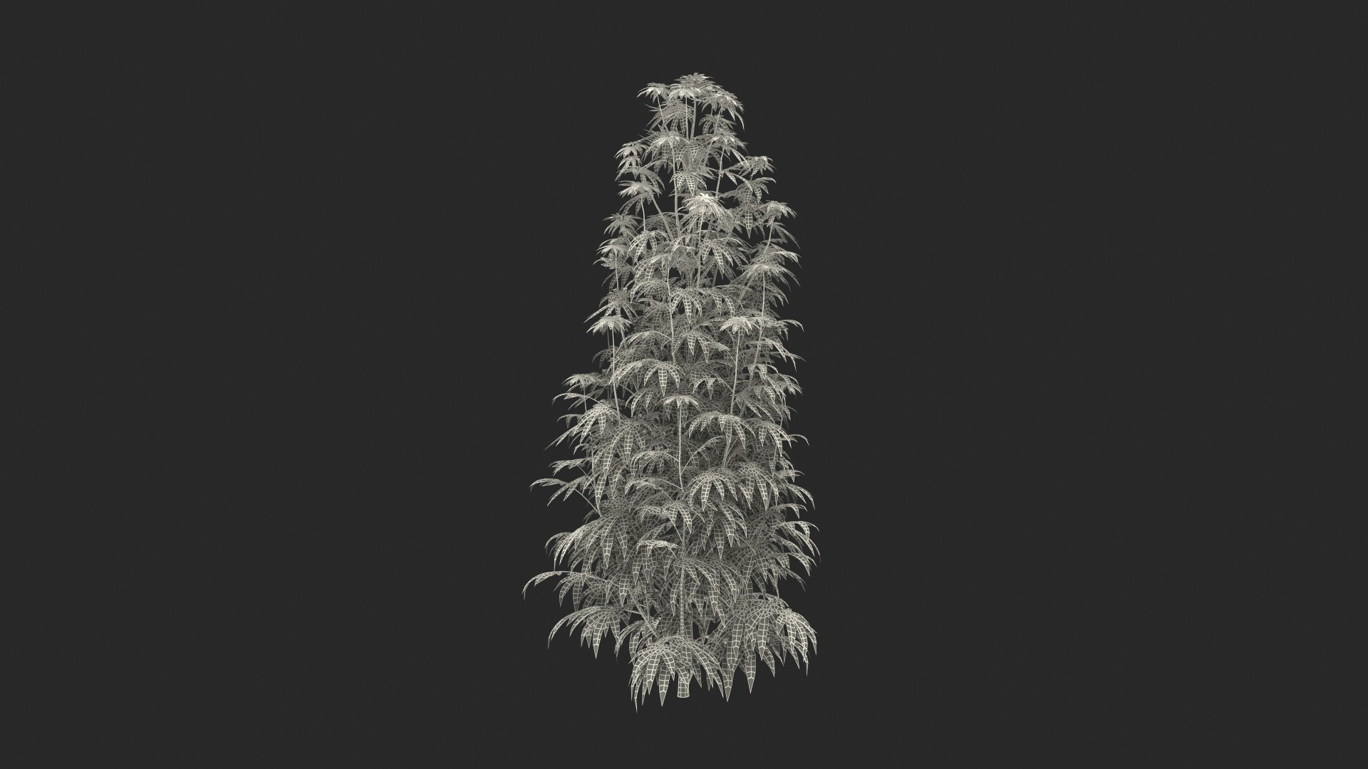 Marijuana Plant 3D Model - TurboSquid 1511498