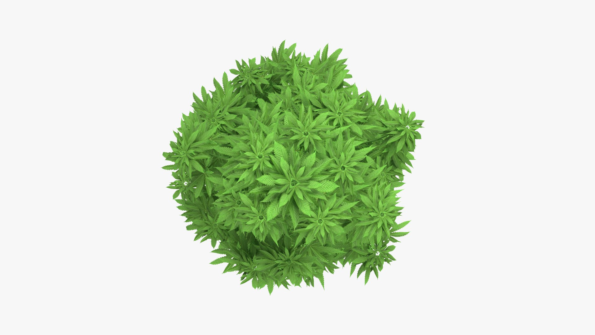 Marijuana Plant 3D Model - TurboSquid 1511498