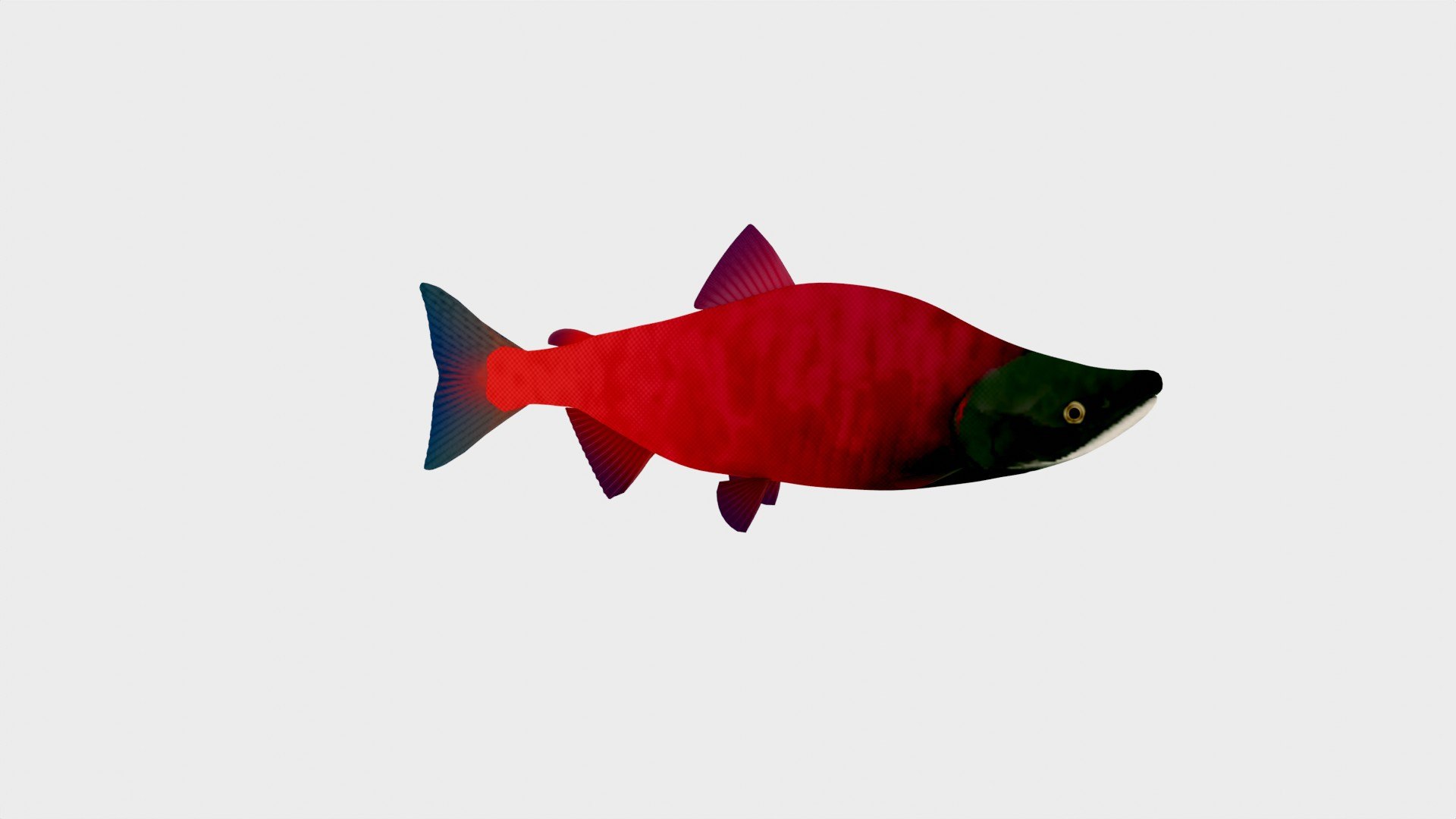 3D Sockeye Salmon Fish 3D Model Low Poly - TurboSquid 2242547
