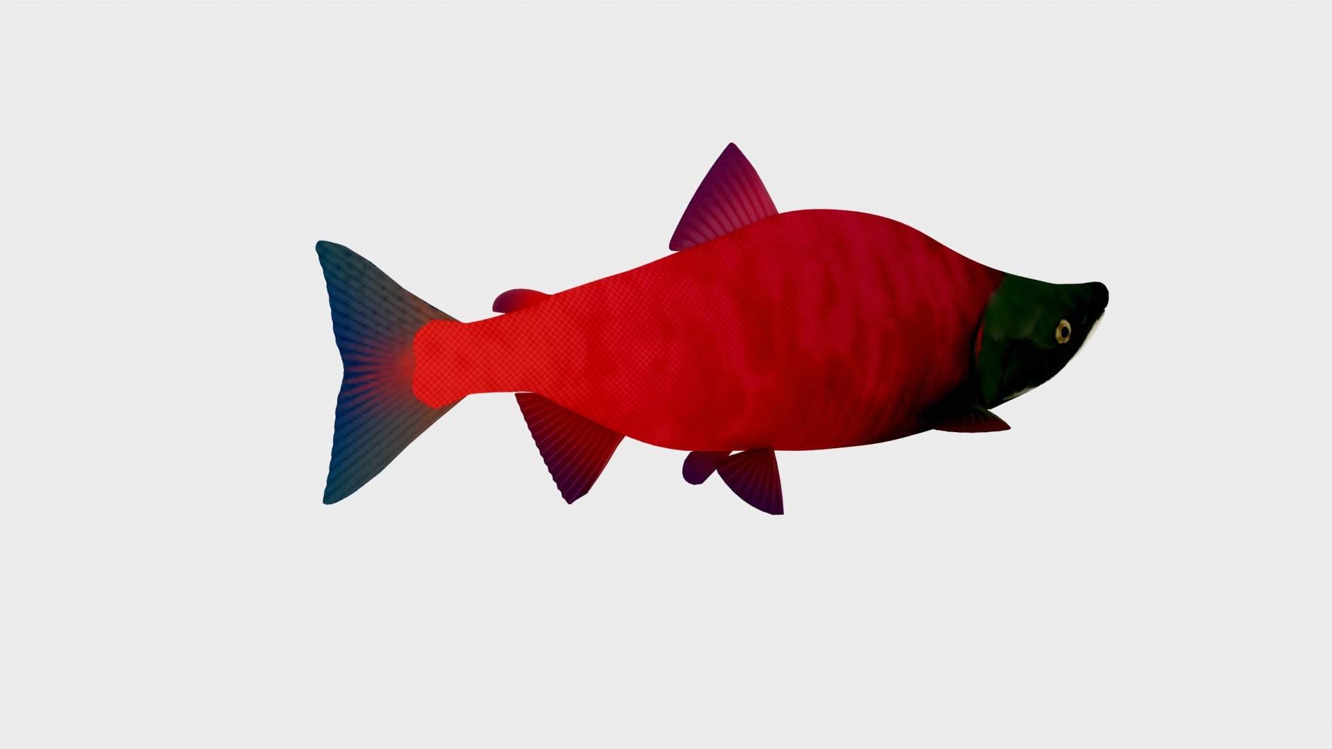 3D Sockeye Salmon Fish 3D Model Low Poly - TurboSquid 2242547