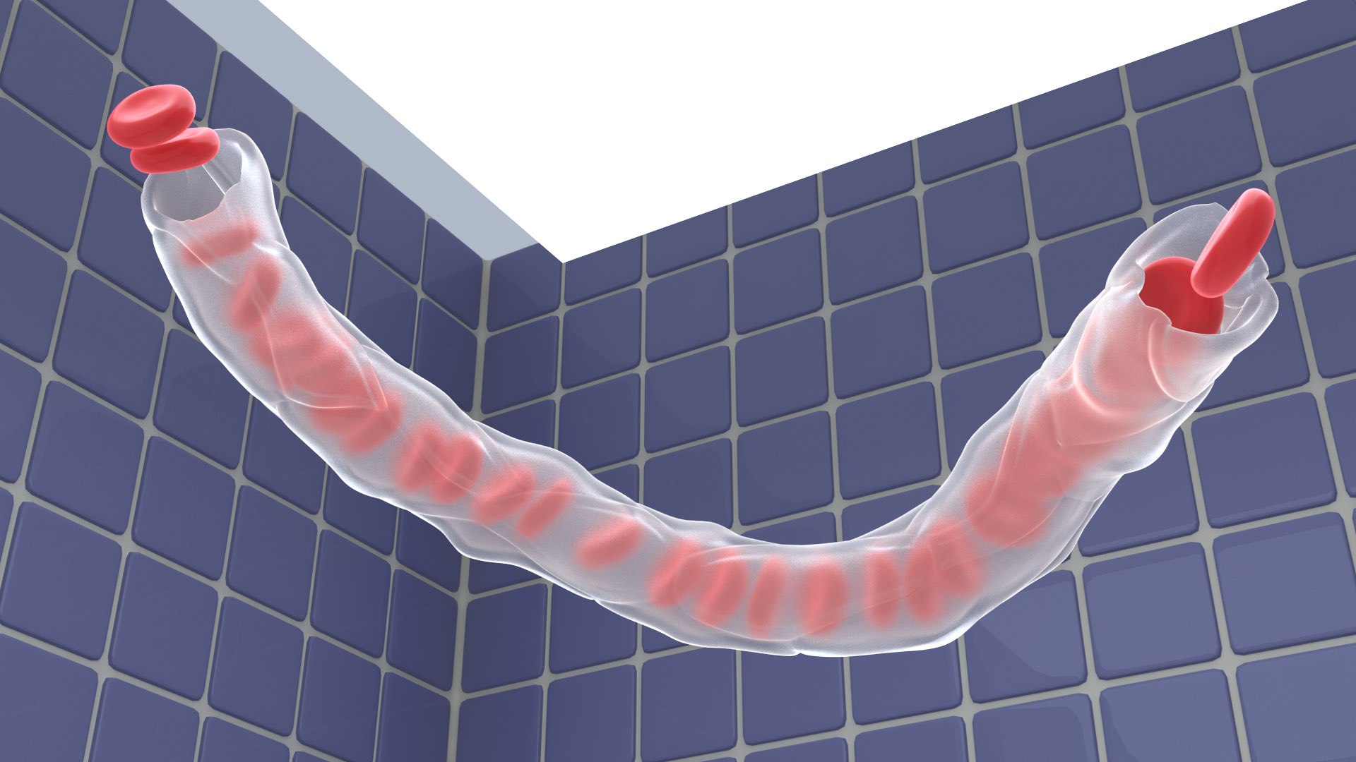 3D Capillary Vessel Model - TurboSquid 1835544