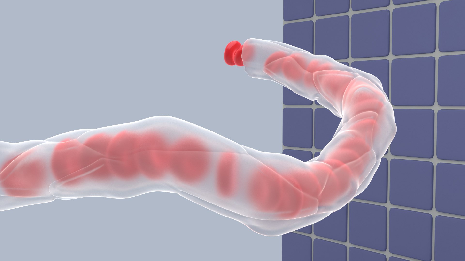 3D Capillary Vessel Model - TurboSquid 1835544