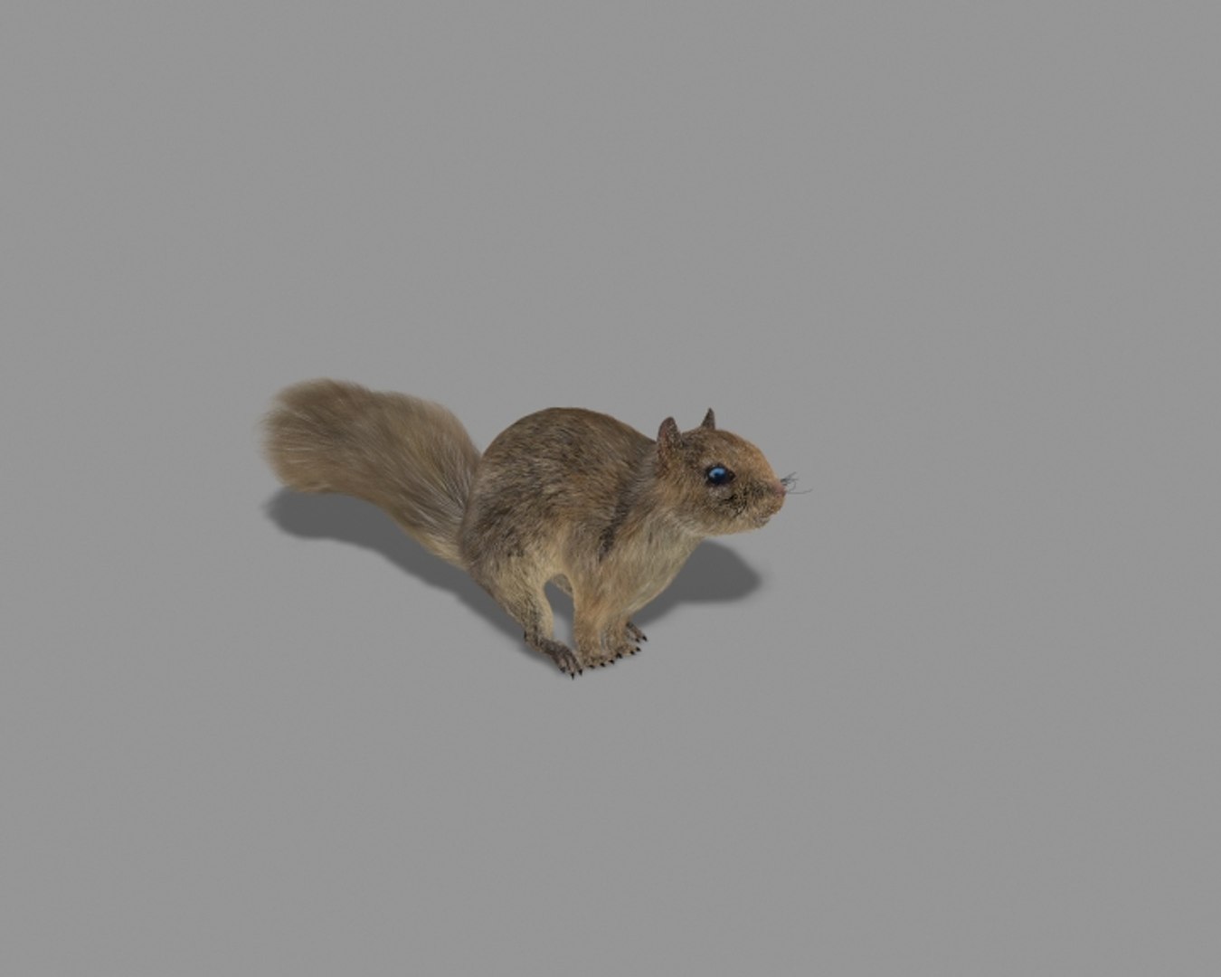 3d Squirrel Rigged Model