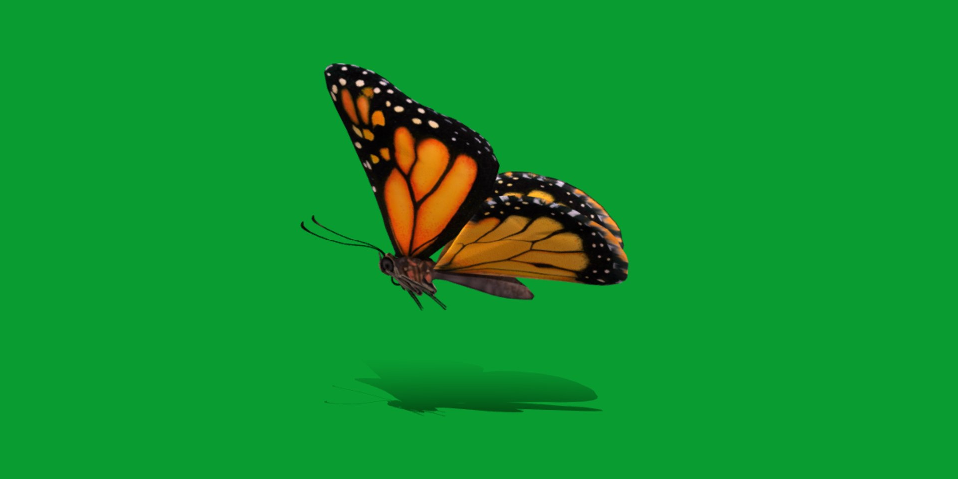 Monarch Butterfly 3D Model - TurboSquid 2342960