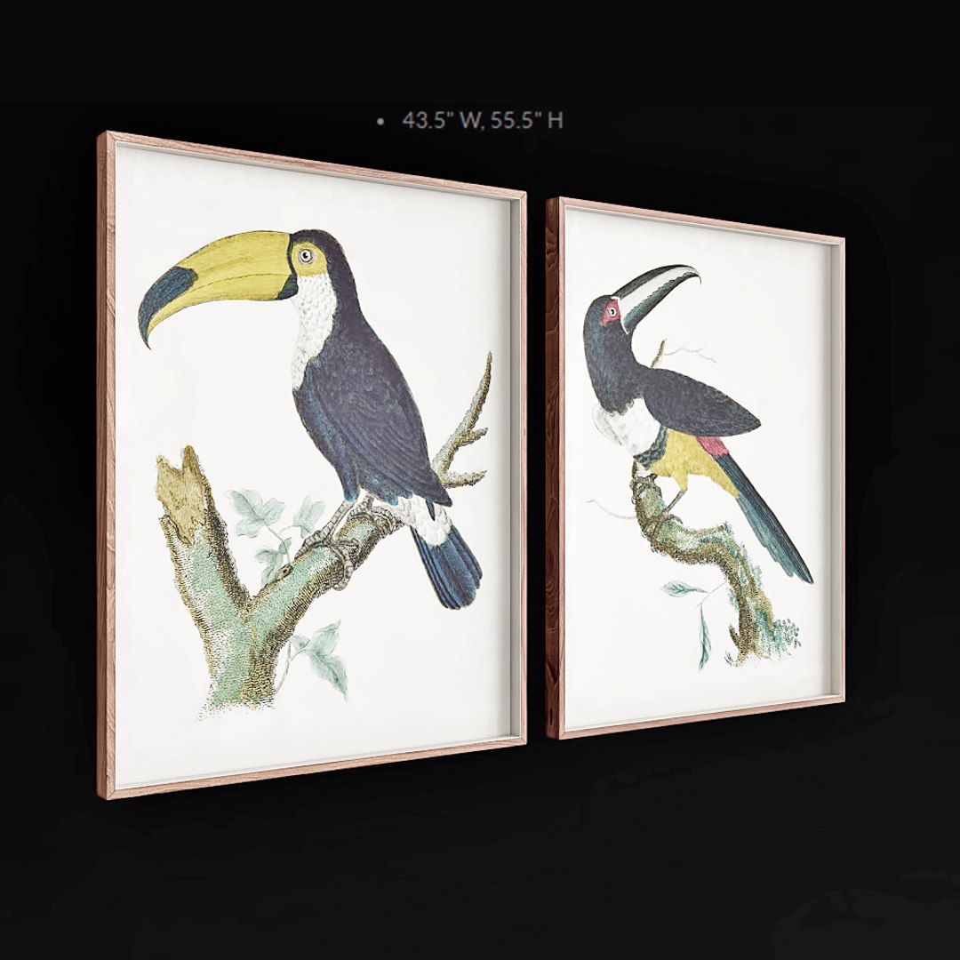 3D Jonathan Barraband Toucans Model - TurboSquid 1220431