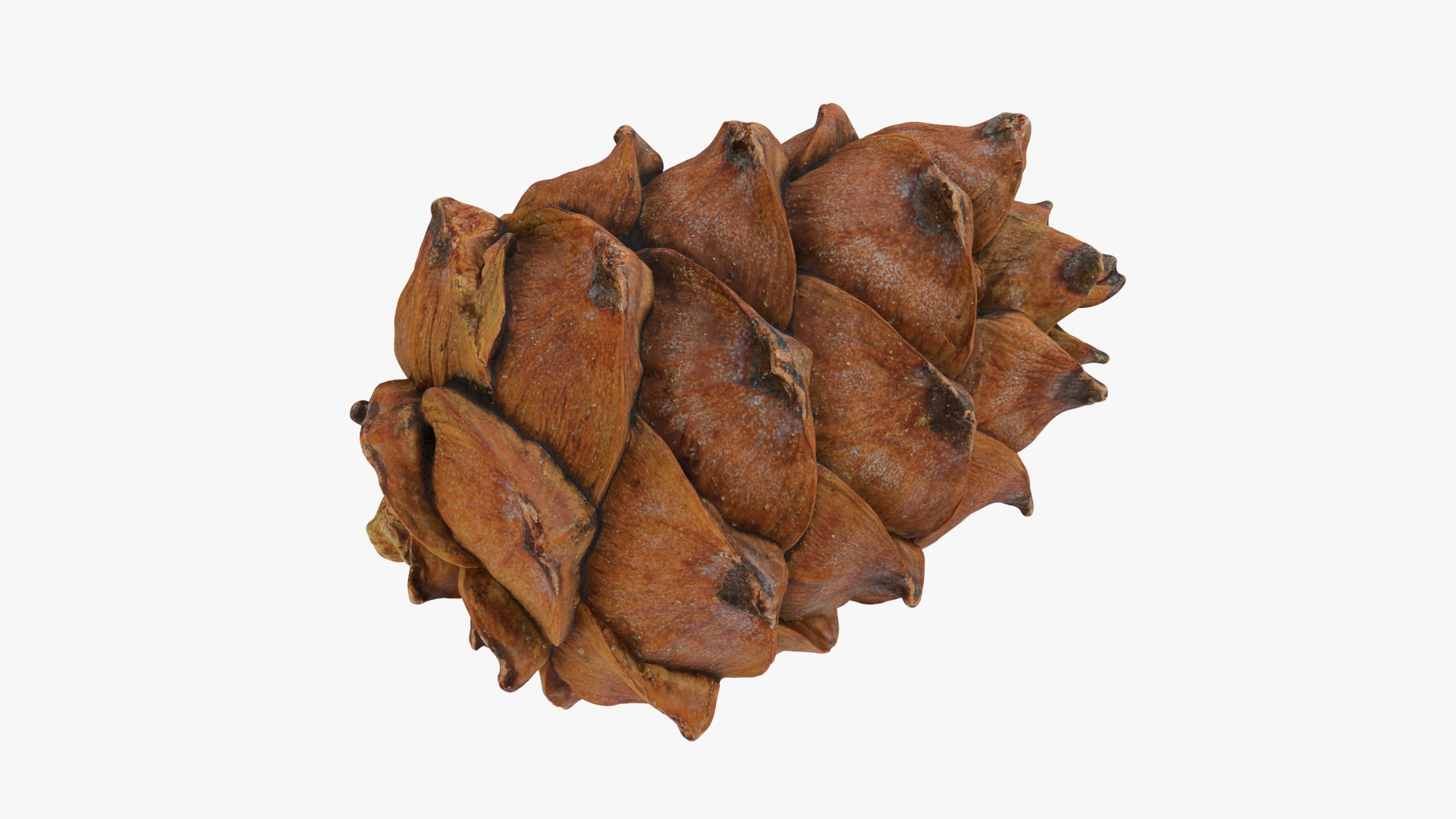 Pine Nut Taiga Collection Model - TurboSquid 2298277