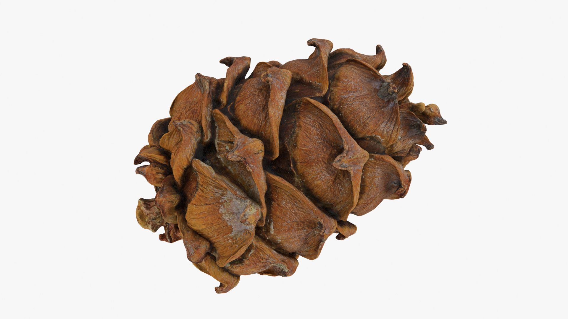 Pine Nut Taiga Collection Model - TurboSquid 2298277