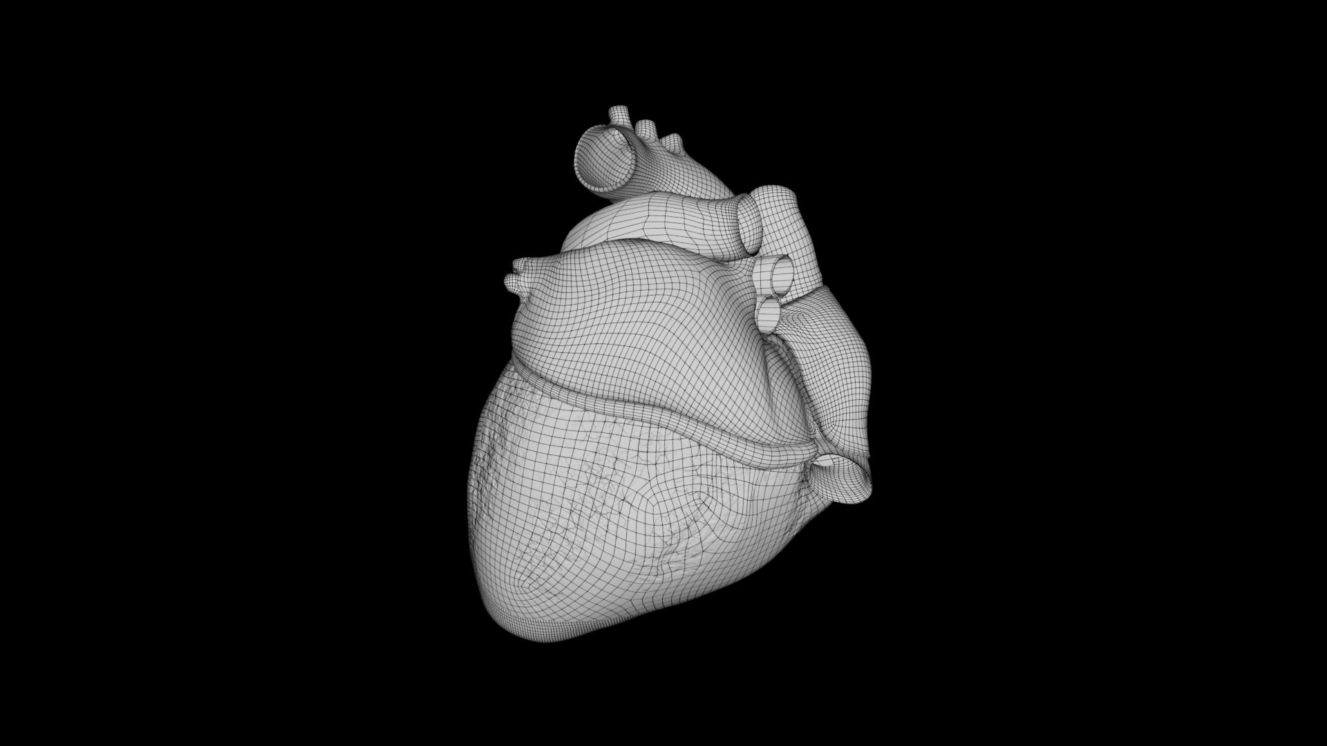 Human Anatomy-Cardiovascular-Heart Cut Section 3D Model - TurboSquid ...