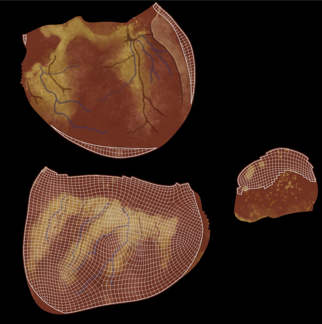 Human Anatomy-Cardiovascular-Heart Cut Section 3D Model - TurboSquid ...