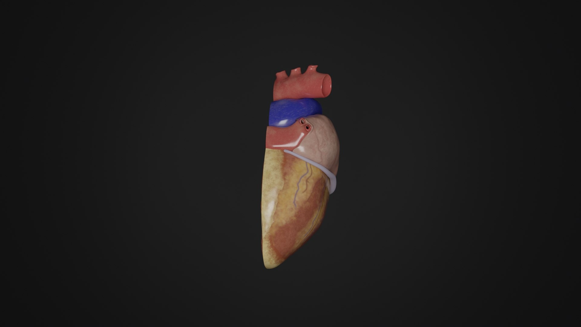 Human Anatomy-Cardiovascular-Heart Cut Section 3D Model - TurboSquid ...