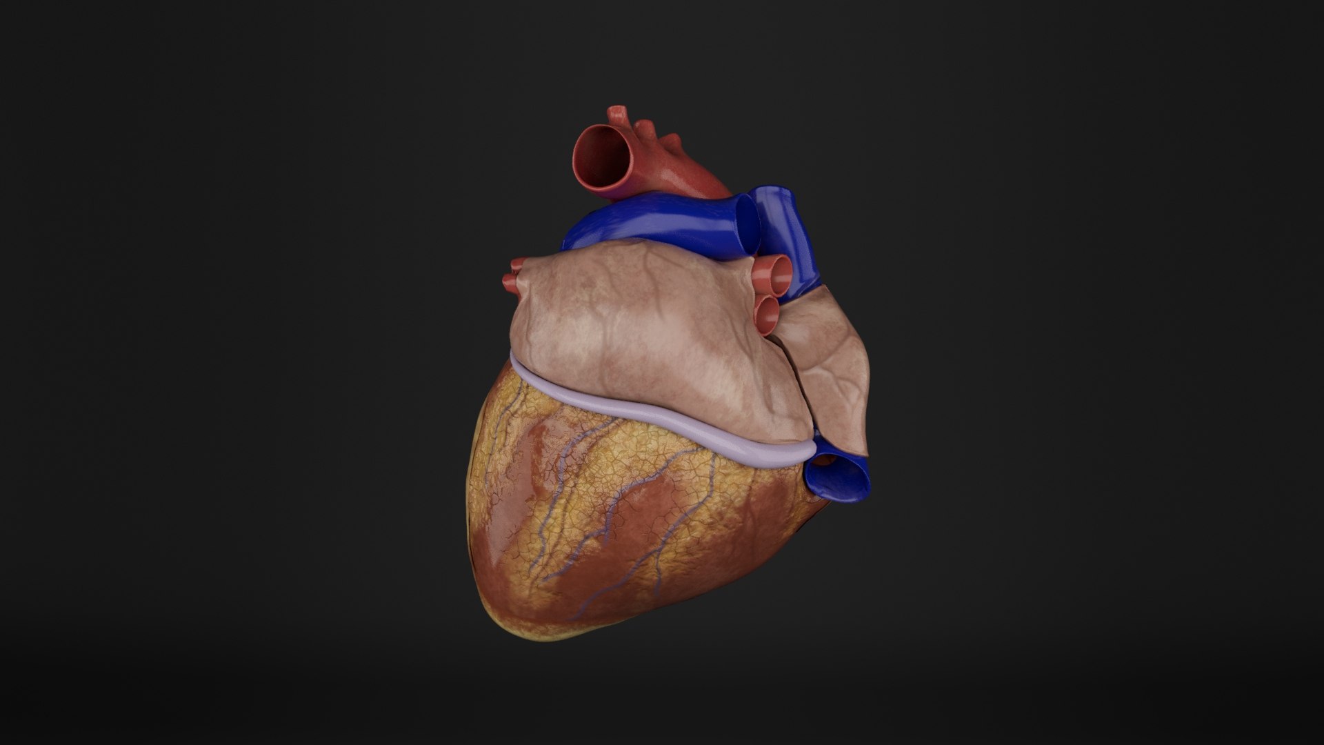 Human Anatomy-Cardiovascular-Heart Cut Section 3D Model - TurboSquid ...