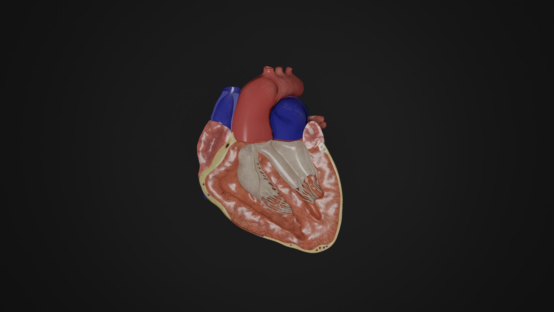Human Anatomy-Cardiovascular-Heart Cut Section 3D Model - TurboSquid ...